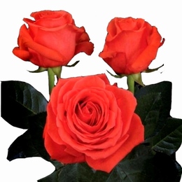 Rosa Rockstar 40 cm maço com 18 hastes - Uemura Flores e Plantas