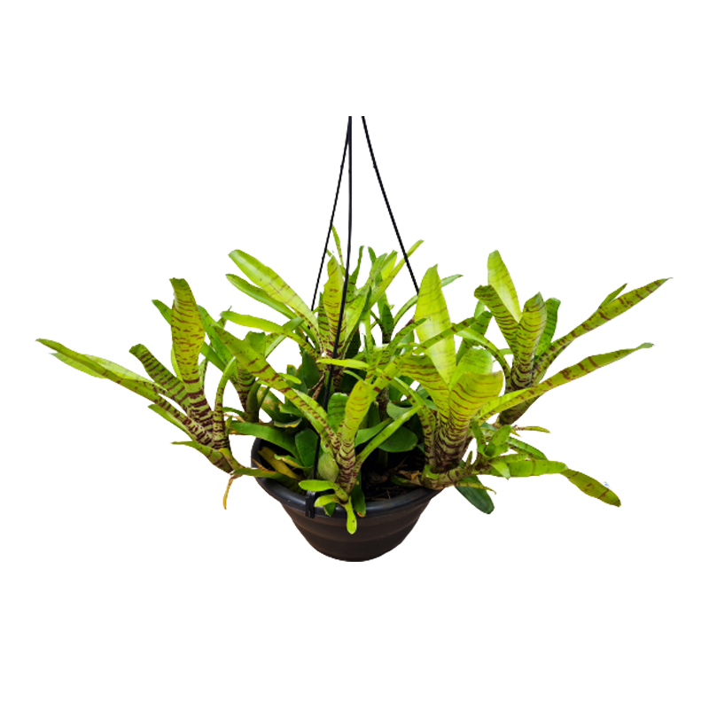 BROMÉLIA NEOREGELIA FIREBALL TIGRINA CUIA 21 CM - Uemura Flores e Plantas