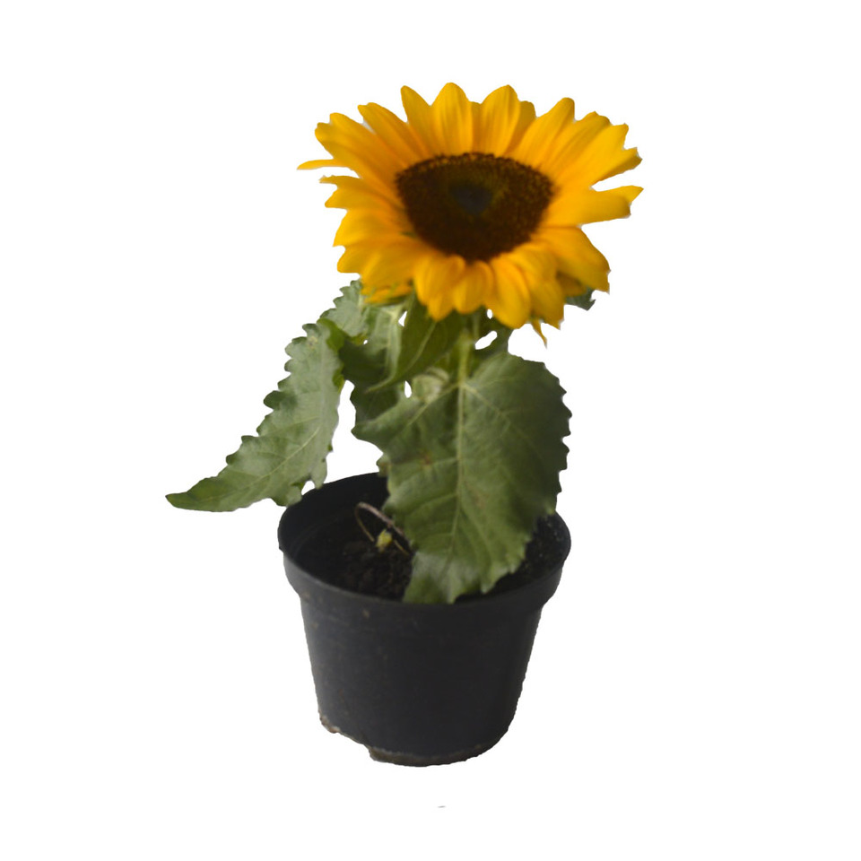 Girassol pote 11 cm - Uemura Flores e Plantas