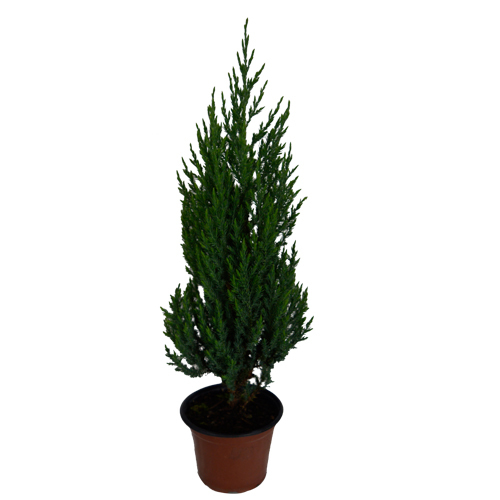 Tuia Strickta pote 14 cm - Uemura Flores e Plantas
