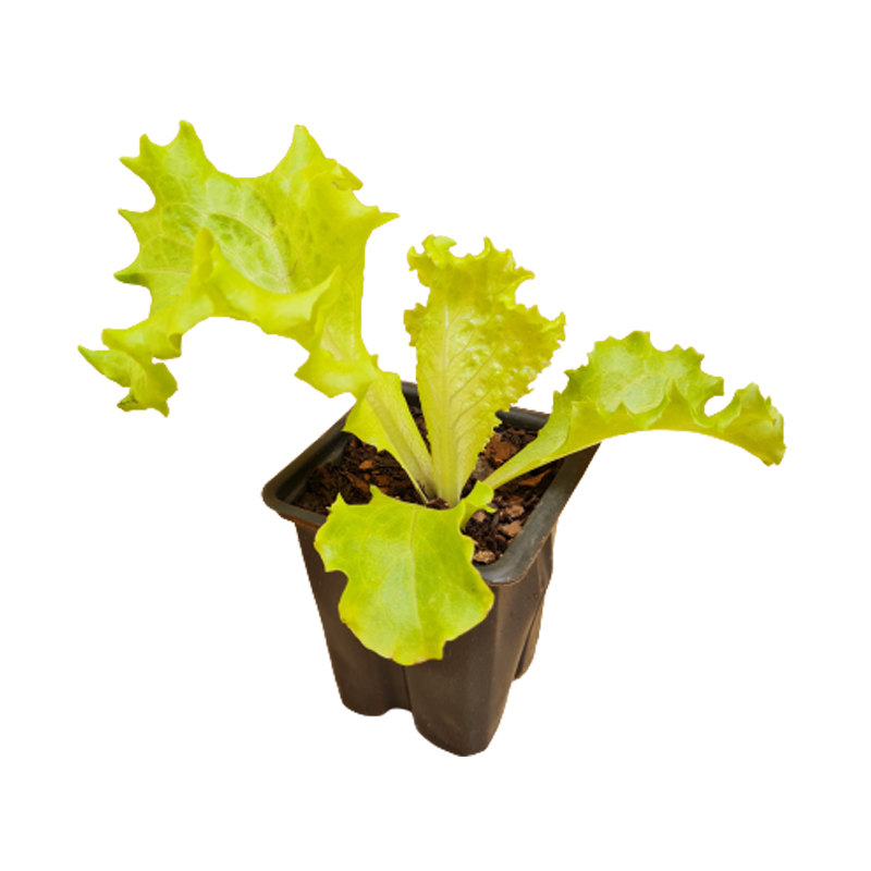 Alface crespa caixa com 15 mudas - Uemura Flores e Plantas