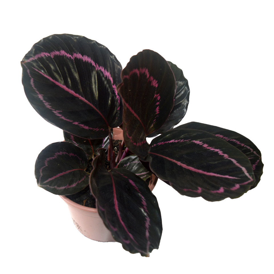 Calathea Rubi pote 17 cm - Uemura Flores e Plantas