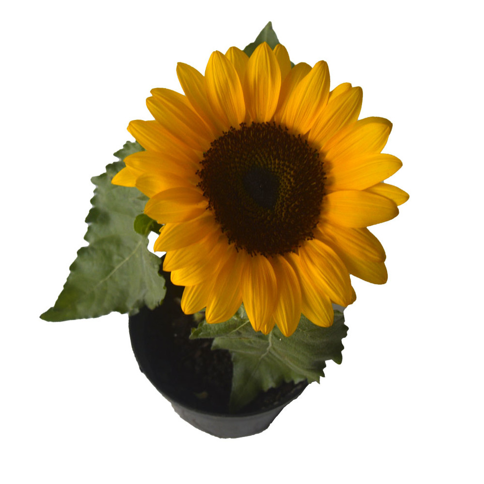 Girassol pote 11 cm - Uemura Flores e Plantas