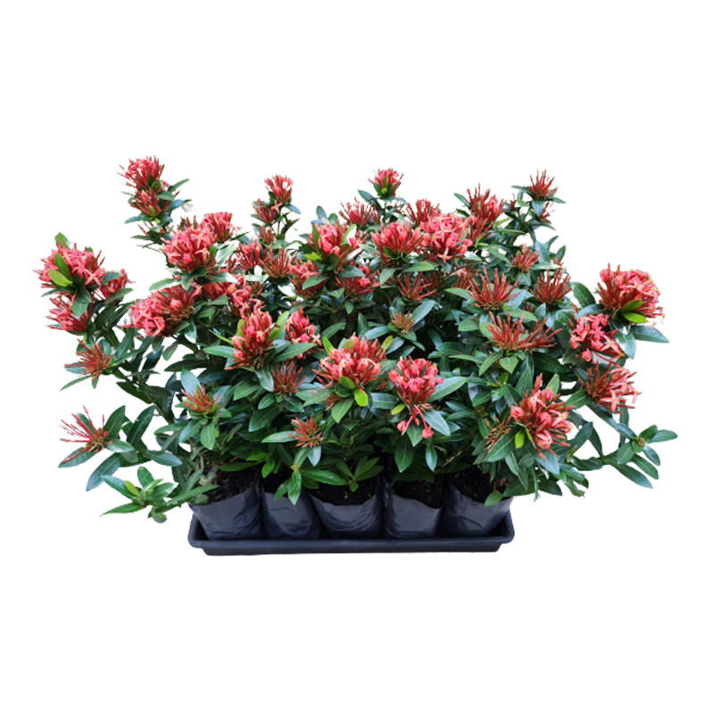 Mini Ixora caixa com 15 mudas - Uemura Flores e Plantas