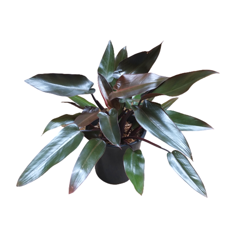 Filodendro Rubro pote 24 - Uemura Flores e Plantas