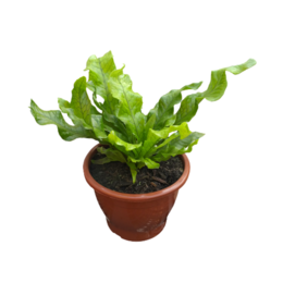 Asplenium Crocodilo pote 19 - Uemura Flores e Plantas