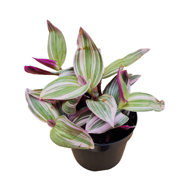 Lambari Rosa pote 11 cm - Uemura Flores e Plantas