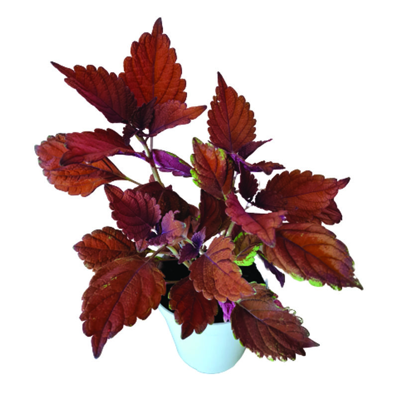 Coleus Campfire pote 12 cm - Uemura Flores e Plantas