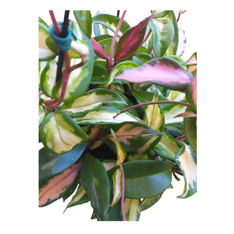 Flor de Cera Tricolor Variegata cuia 21 cm - Uemura Flores e Plantas