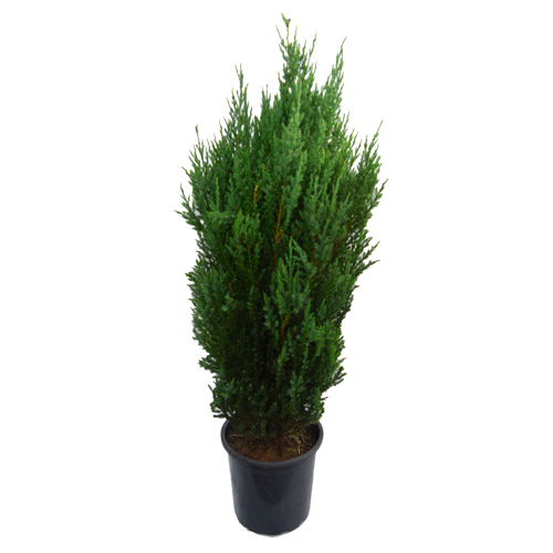 Tuia Strickta pote 24 cm - Uemura Flores e Plantas