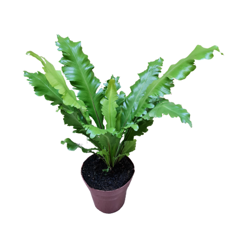 Asplenium Nidus Campio pote 15 cm - Uemura Flores e Plantas