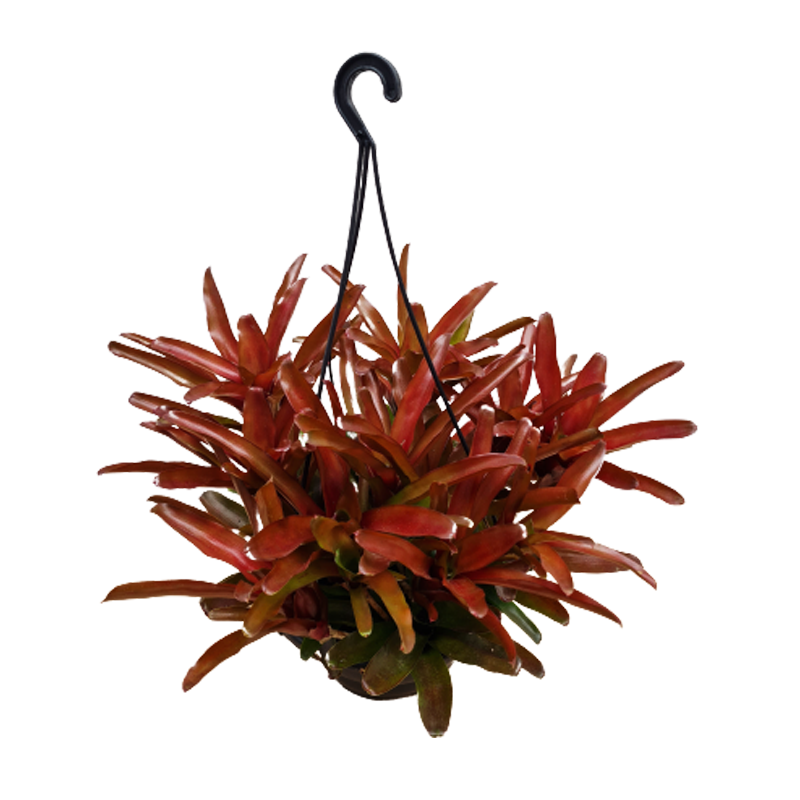 BROMÉLIA NEOREGELIA FIREBALL CUIA 21 cm - Uemura Flores e Plantas