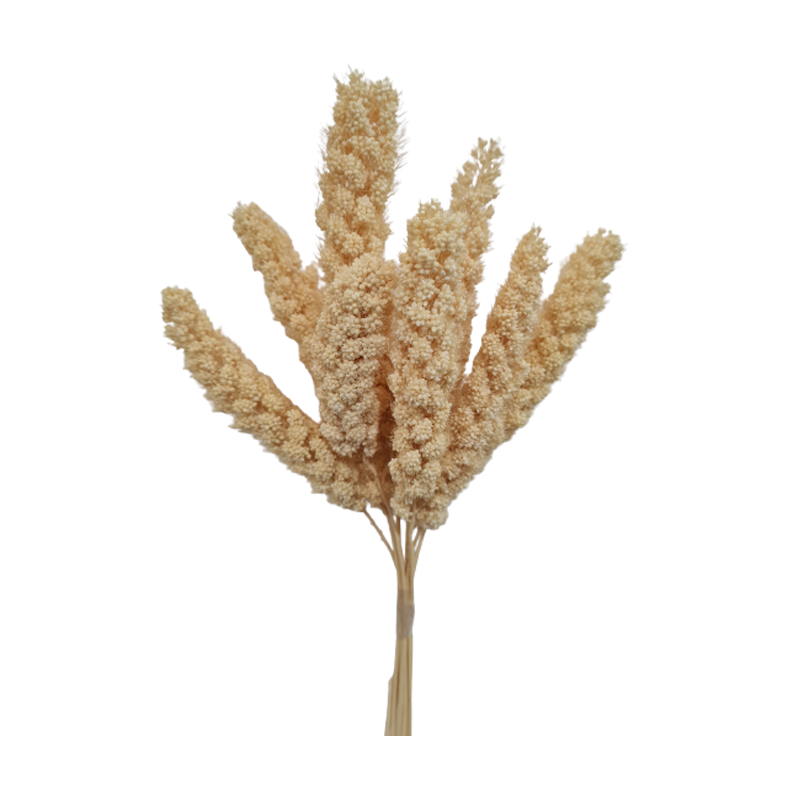 Trigo Chinês maço com 10 hastes ESCOLHA A COR: - Uemura Flores e Plantas