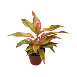 Aglaonema Creta pote 12 cm - Uemura Flores e Plantas