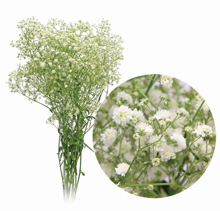 Gypsofila- Mosquitinho em maço - Uemura Flores e Plantas