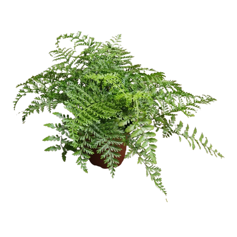 Asplenium Parvati pote 17 cm - Uemura Flores e Plantas