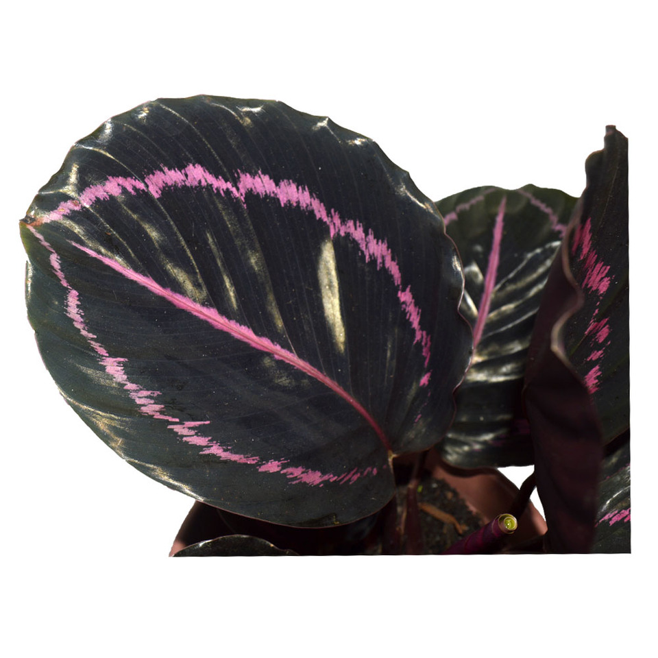 Calathea Rubi pote 17 cm - Uemura Flores e Plantas