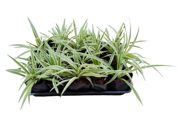 Clorofito caixa com 15 mudas - Uemura Flores e Plantas