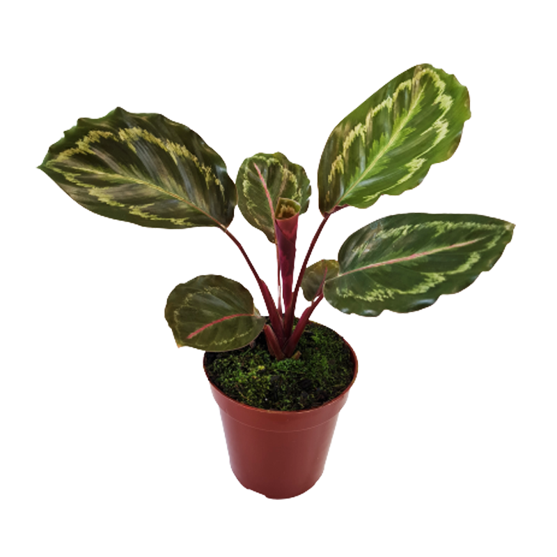 Calathea Picta Royale pote 12 cm - Uemura Flores e Plantas