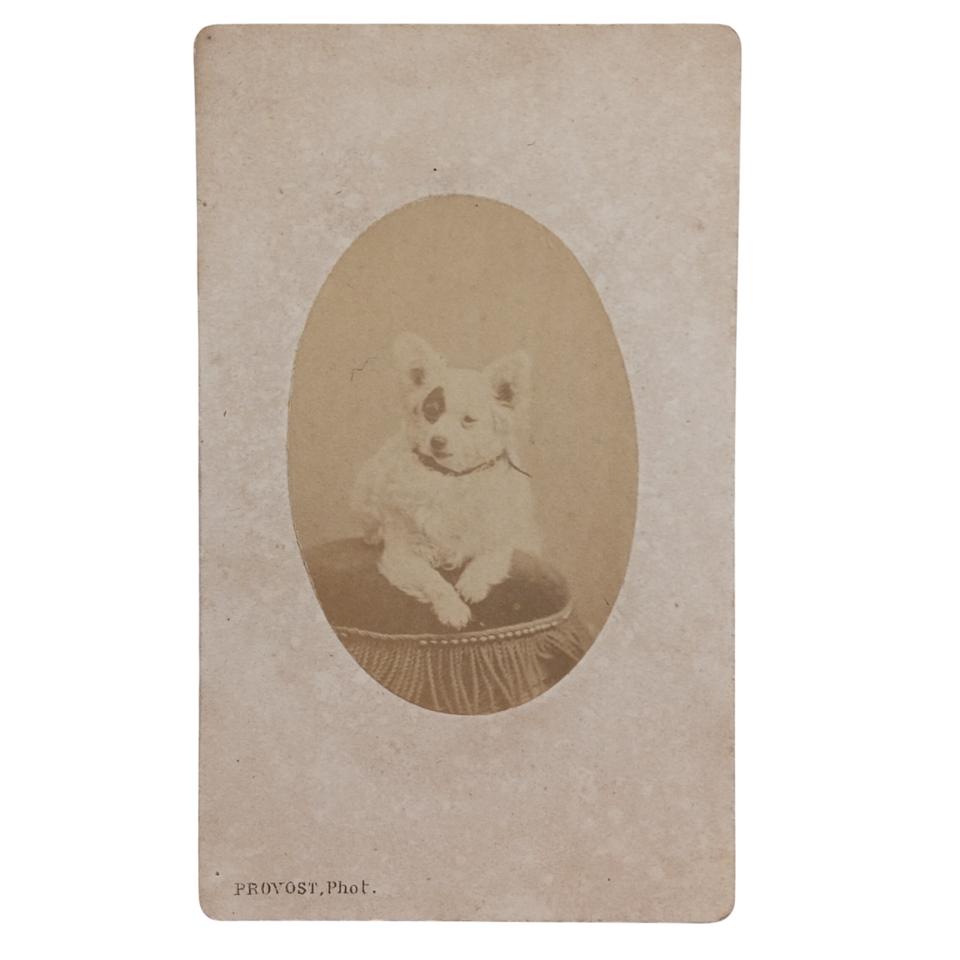 CARTE DE VISITE – Fotografia de CACHORRO do Estúdio Francês PROVOST ...