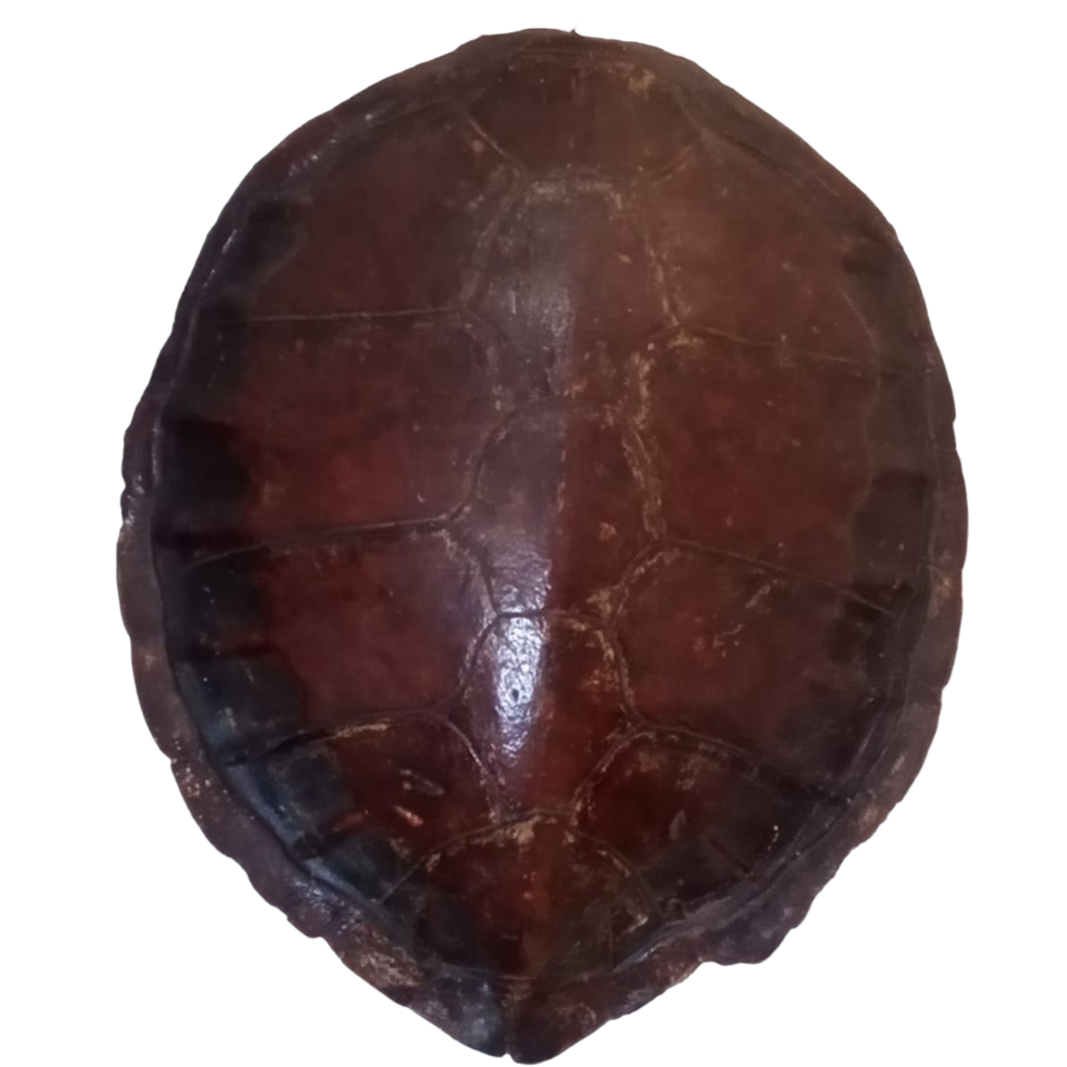 Modelo De Casco De Tartaruga