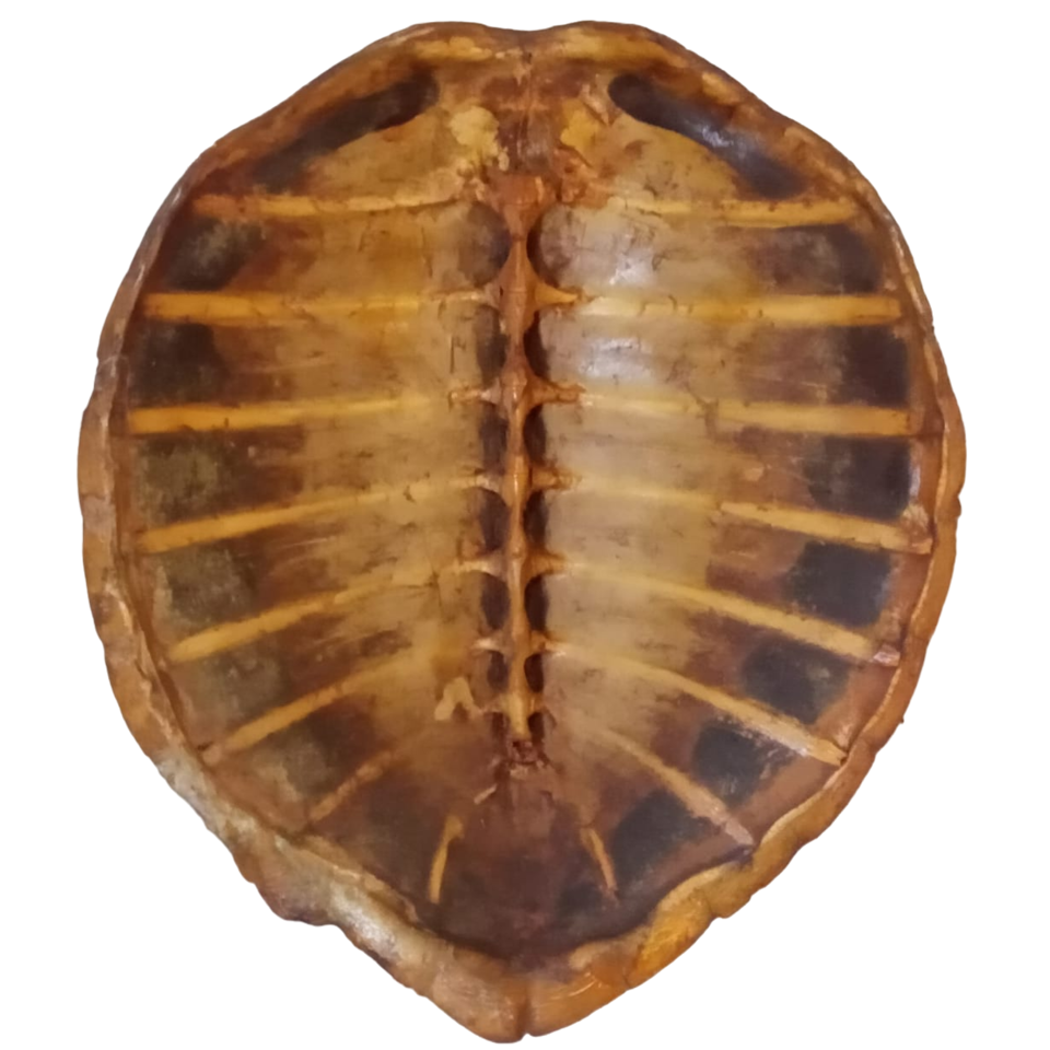 Modelo De Casco De Tartaruga